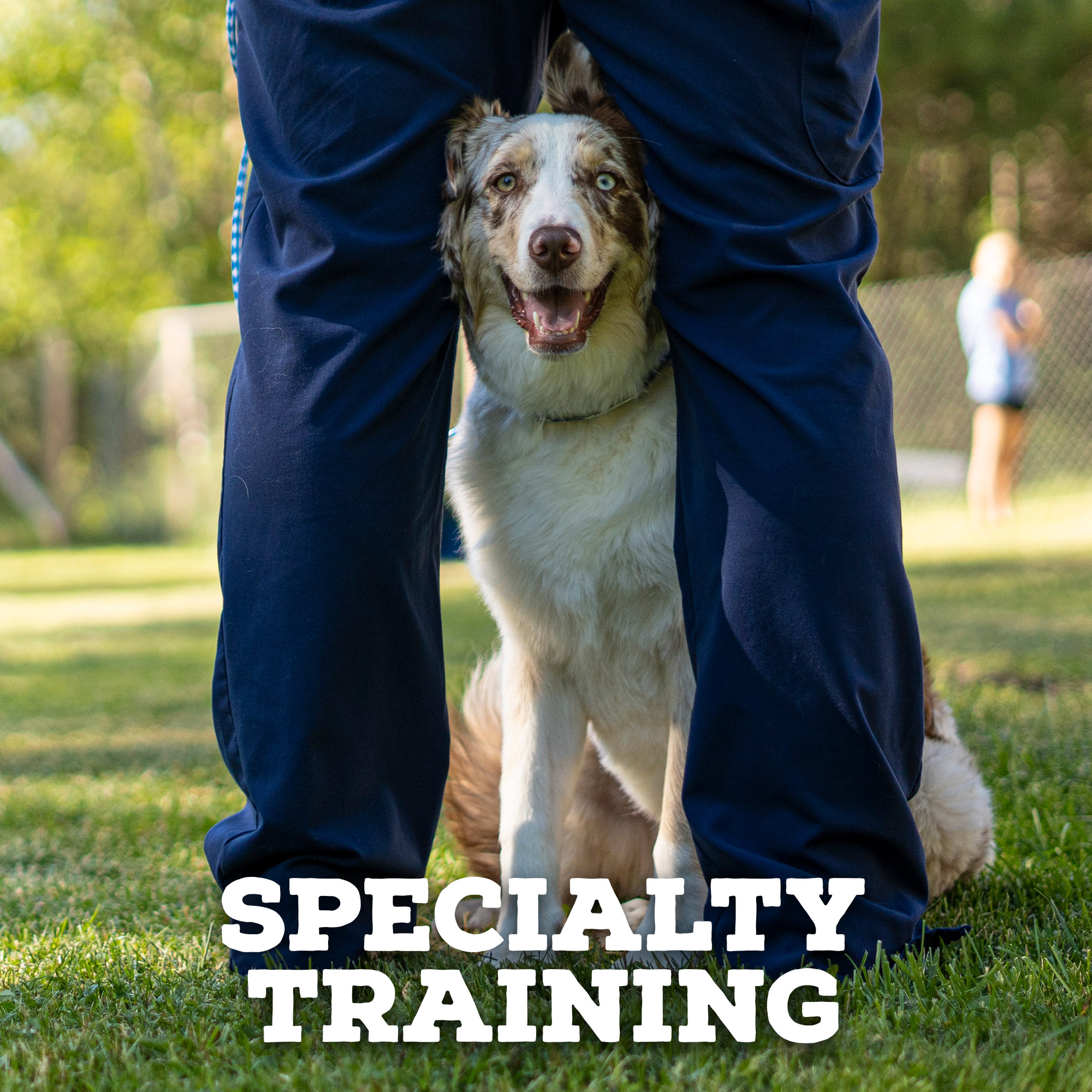 Services – D&D Dog Dynamics