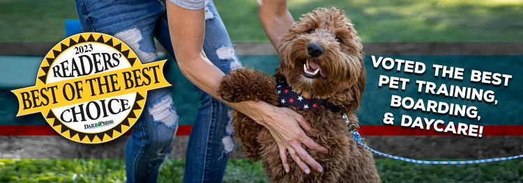 D&D Dog Dynamics – Training with Integrity